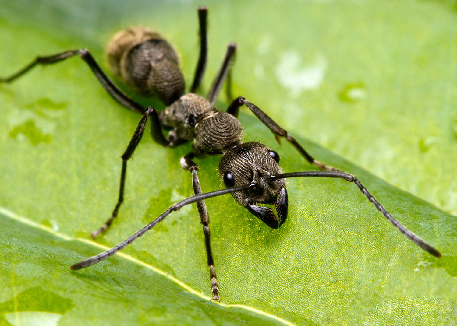 Keeping ants of the species Diacamma Rugosum at home, colony development