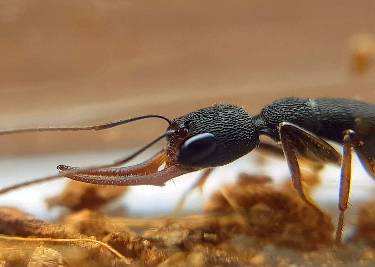 Keeping Harpegnathos venator ants at home, colony development